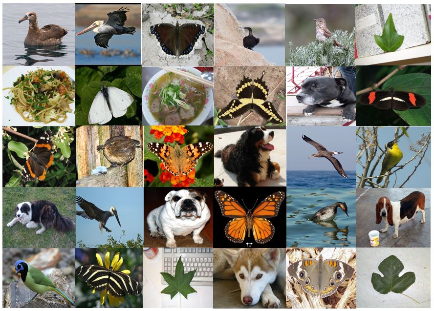 Image Classification with Transfer Learning